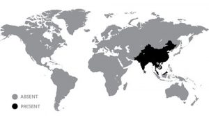 Bactrocera correcta - Fruit Fly ID Australia