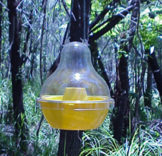 Methods for detection - Fruit Fly ID Australia