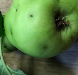 Signs and symptoms - Fruit Fly ID Australia